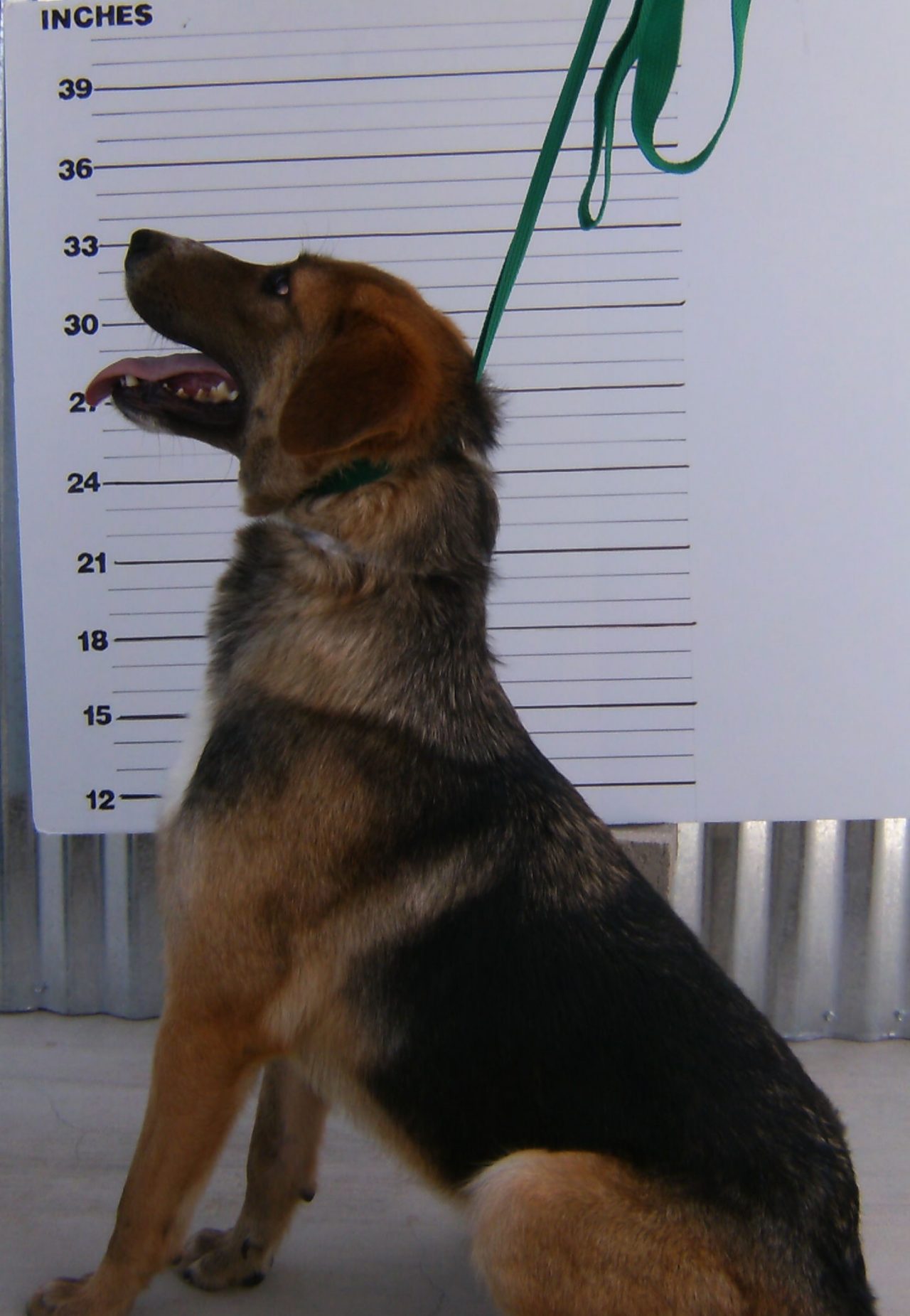 PAWS Program | New Mexico Corrections Department