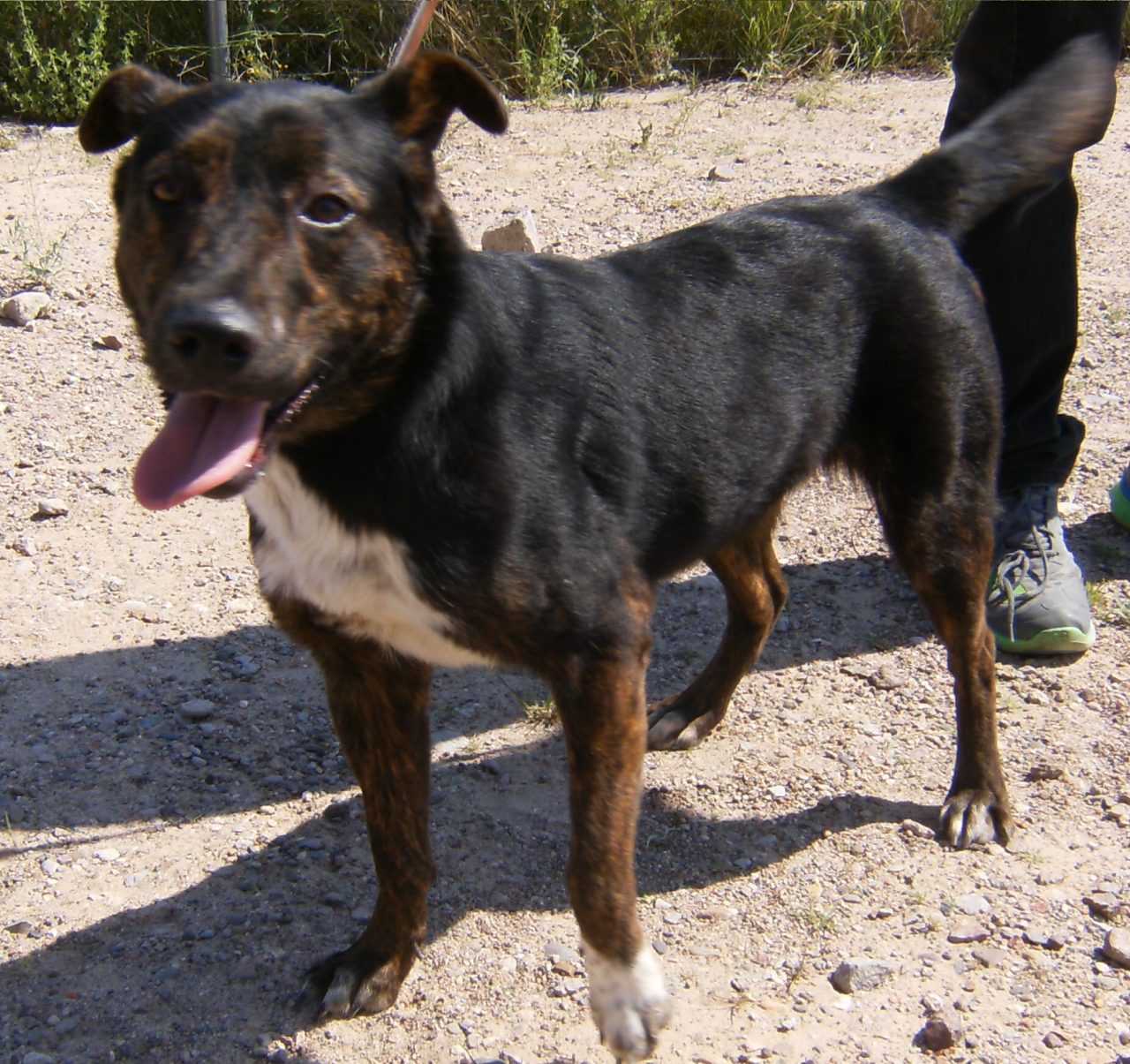 PAWS Program | New Mexico Corrections Department