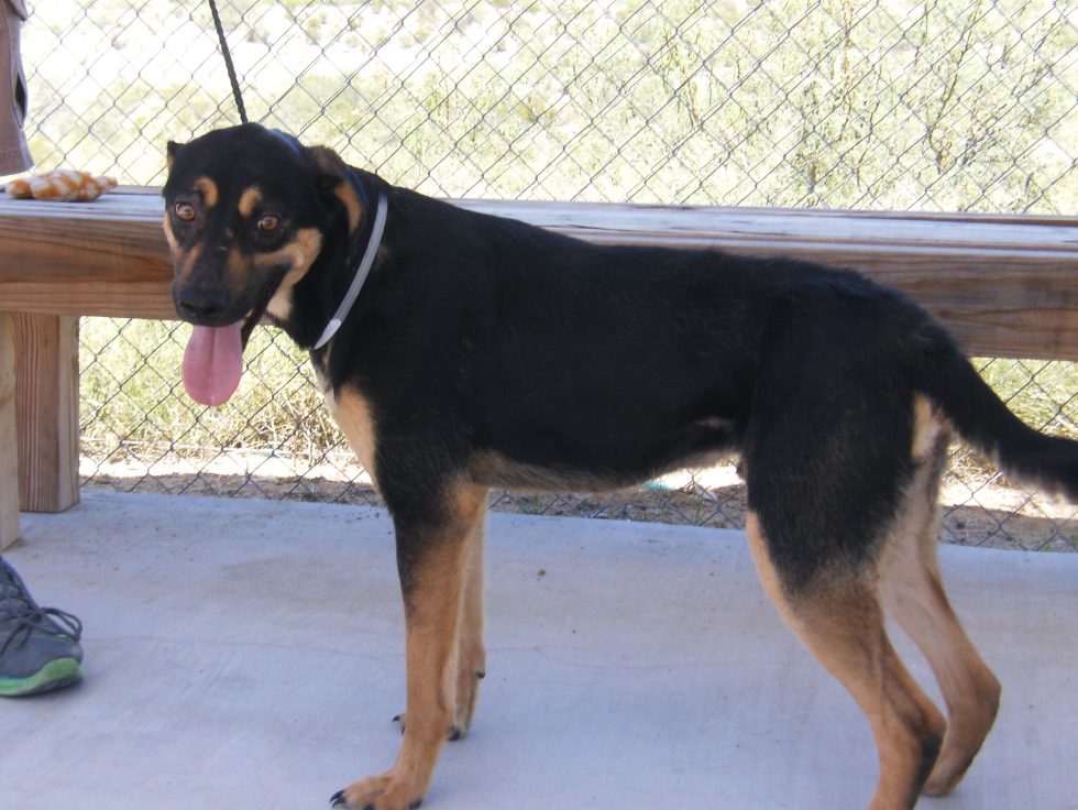 PAWS Program | New Mexico Corrections Department