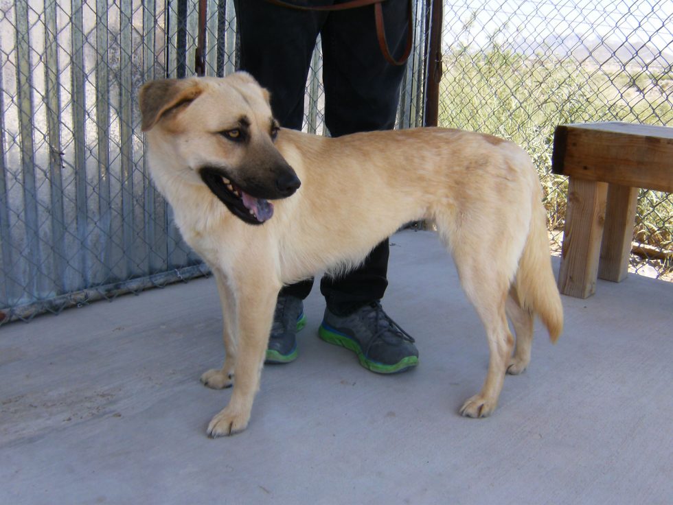 PAWS Program | New Mexico Corrections Department