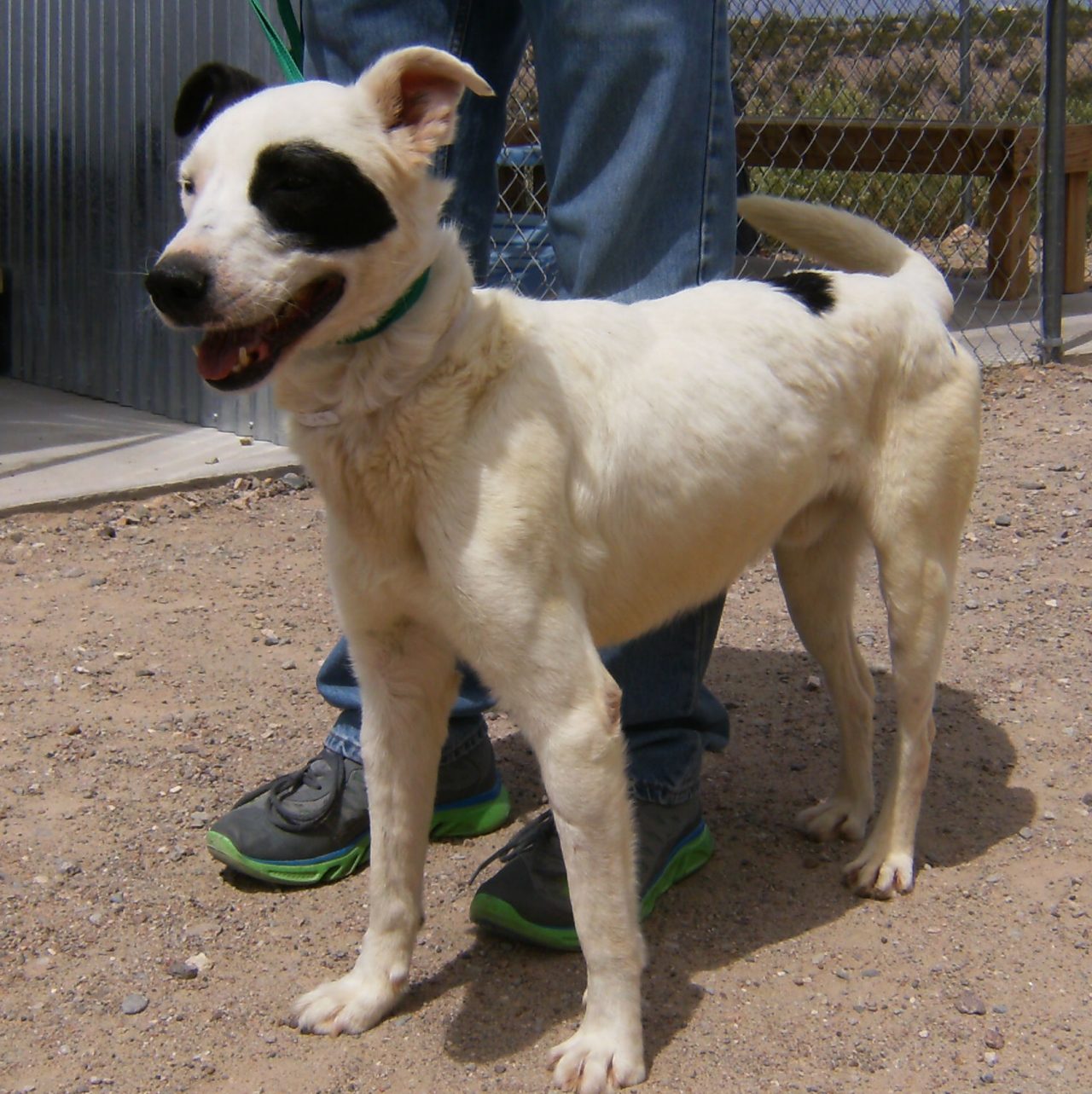 PAWS Program | New Mexico Corrections Department