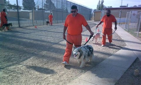 New Mexico Corrections Department | Dog Programs