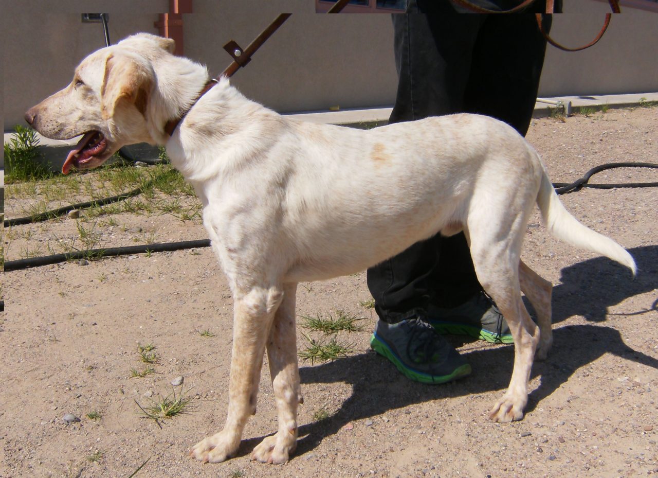 PAWS Program | New Mexico Corrections Department