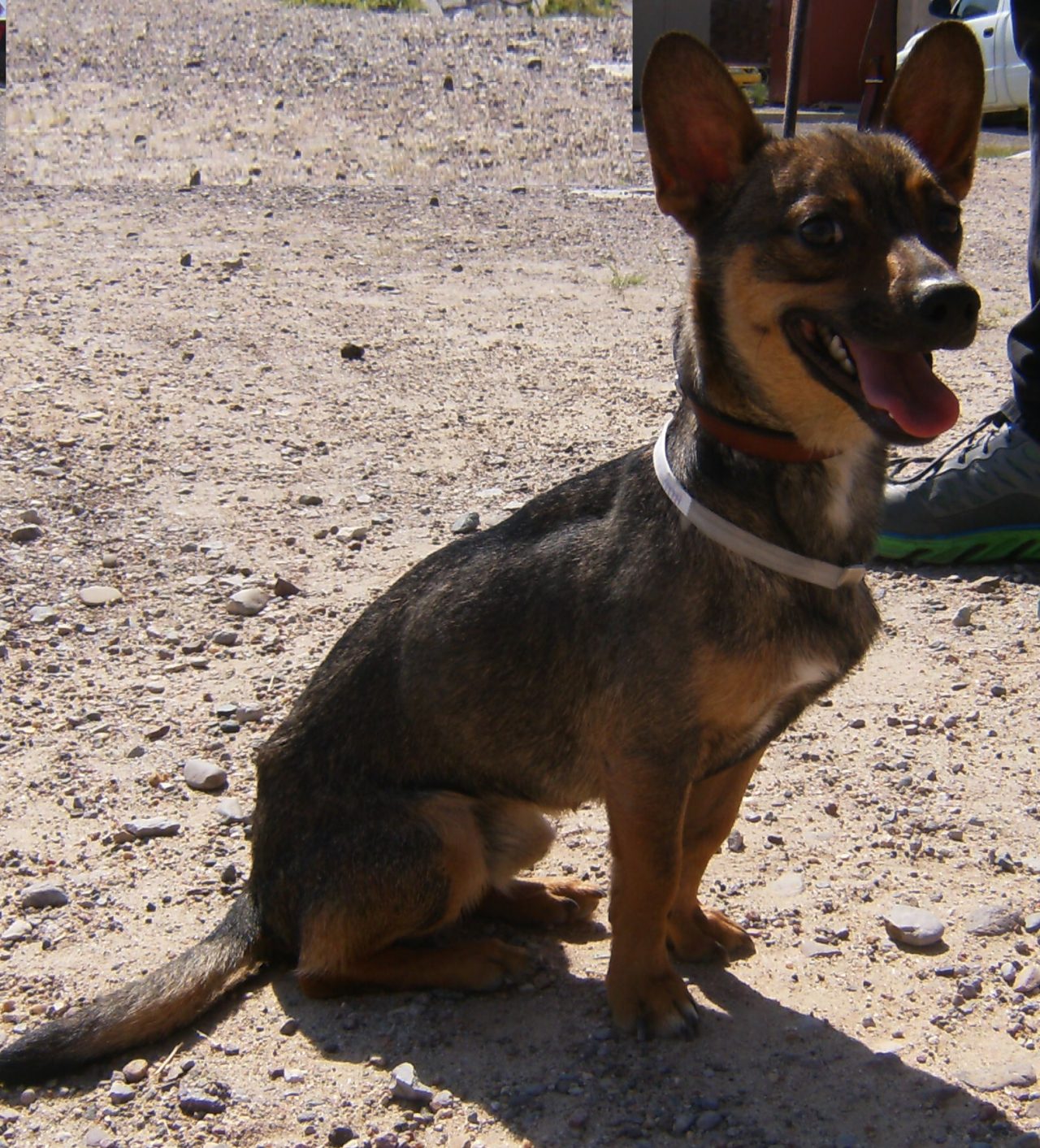 PAWS Program | New Mexico Corrections Department