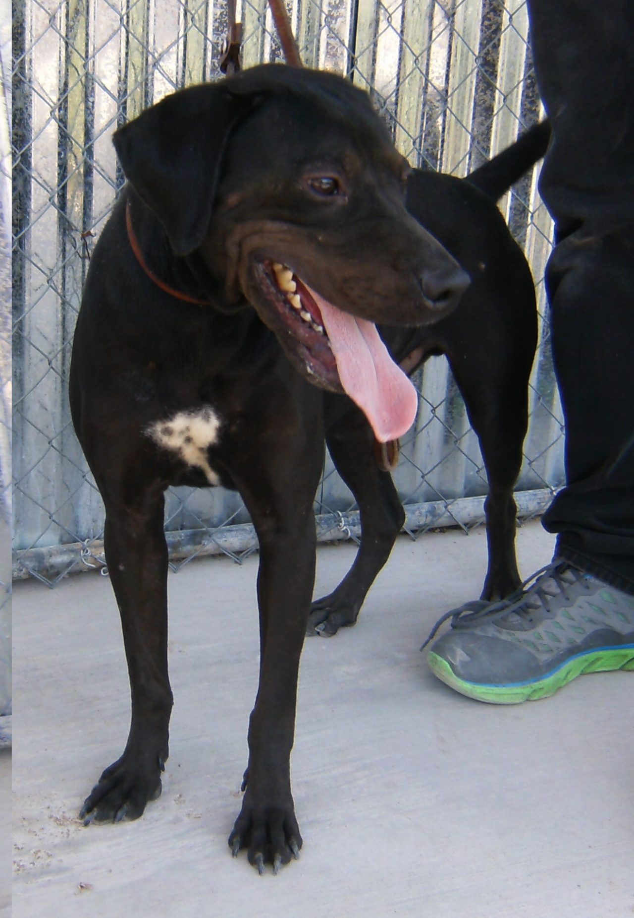 PAWS Program | New Mexico Corrections Department